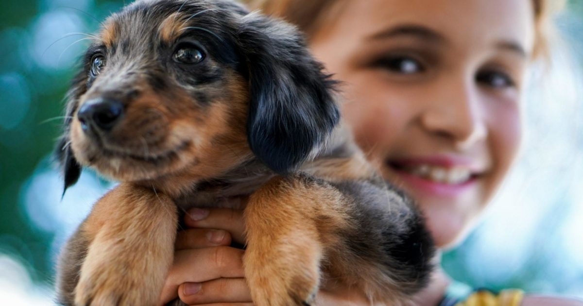 Is Albon (sulfadimethoxine) safe for dogs and cats? | FirstVet