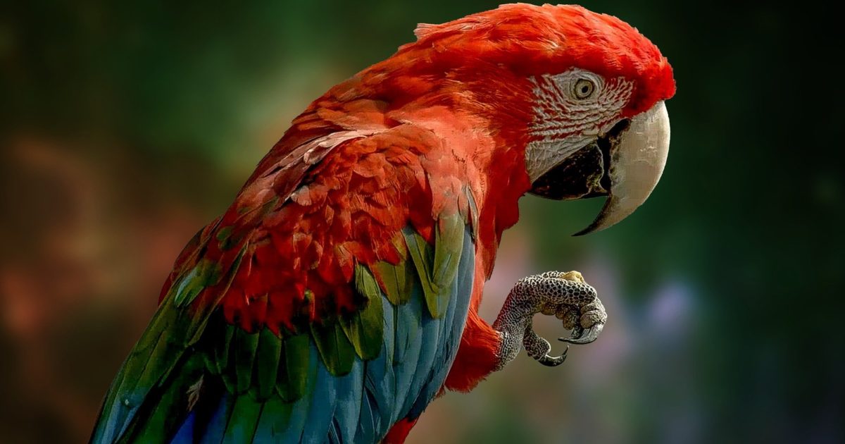 Symptoms and Causes of Psittacosis in Birds | FirstVet