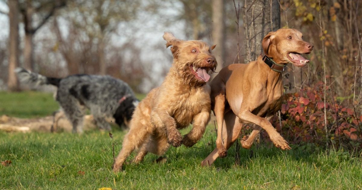 CIRDC: A Common Cause of Coughing in Dogs | FirstVet