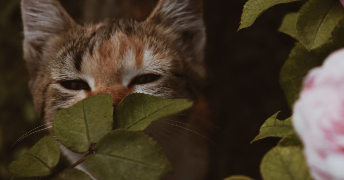 Ear Problems in Cats: Common Symptoms and Treatments | FirstVet