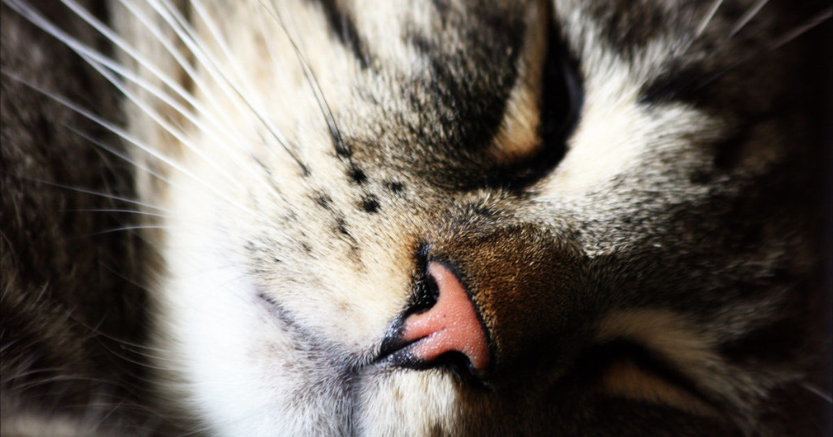 Why is my cat peeing outside of the litter box? | FirstVet