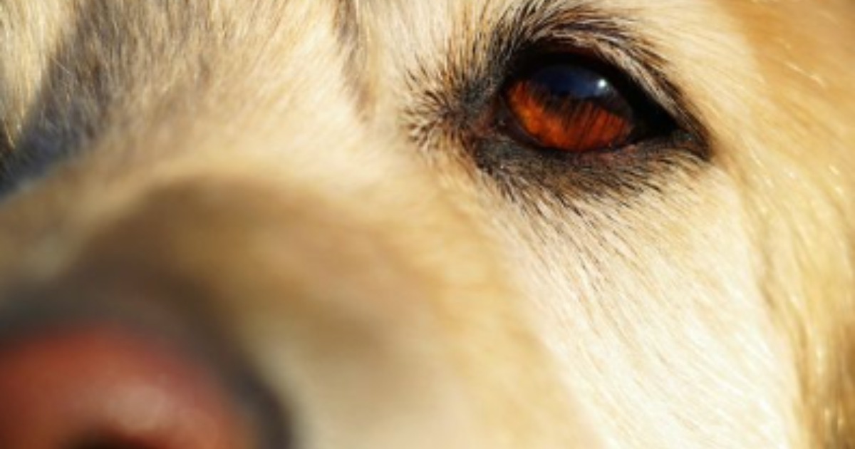Dry Eye in Pets: Symptoms, Diagnosis, and Treatment | FirstVet