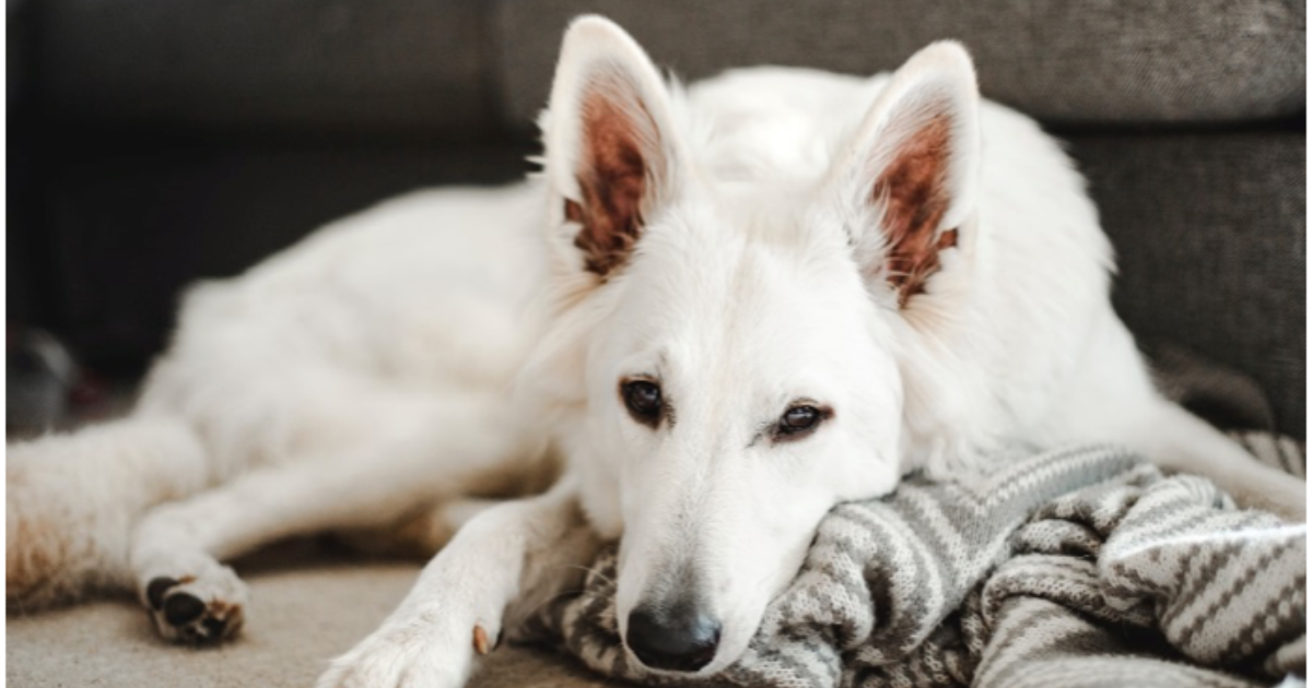 Intestinal Cancer in Pets: Symptoms and Diagnosis | FirstVet