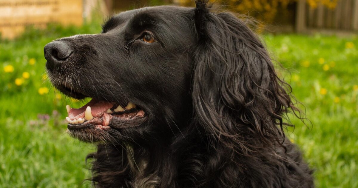 Fibrocartilaginous Embolism (FCE) in Dogs | FirstVet