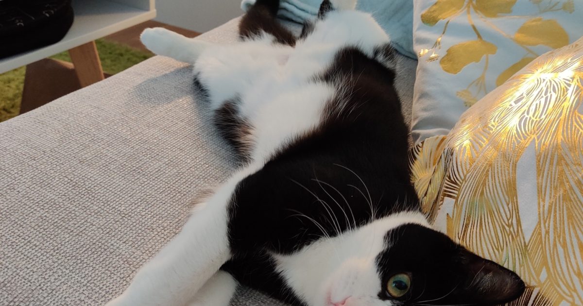 Eating things that are not edible - pica in cats | FirstVet