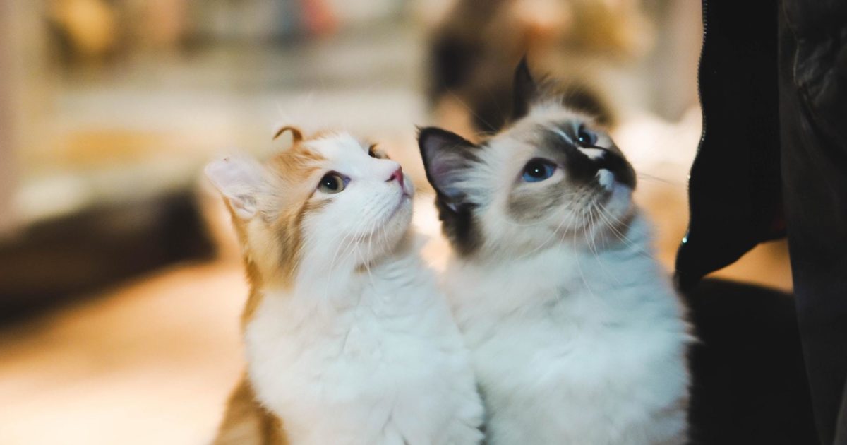 Orbax: Antibiotic for Dogs and Cats | FirstVet