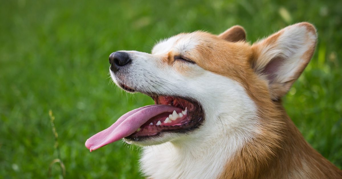 Tooth Root Abscesses in Dogs ( Causes and Treatments) | FirstVet