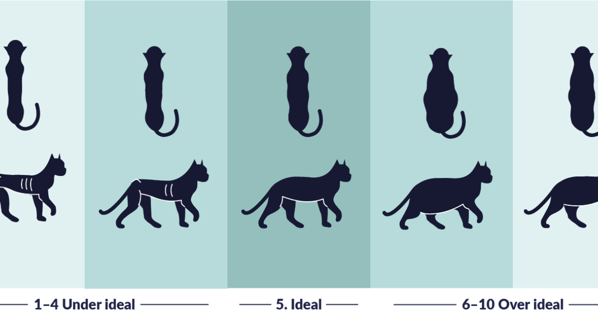 Is My Cat Too Fat Or Too Skinny Firstvet