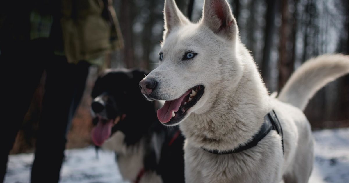 Causes and Treatment for Abscesses in Dogs | FirstVet