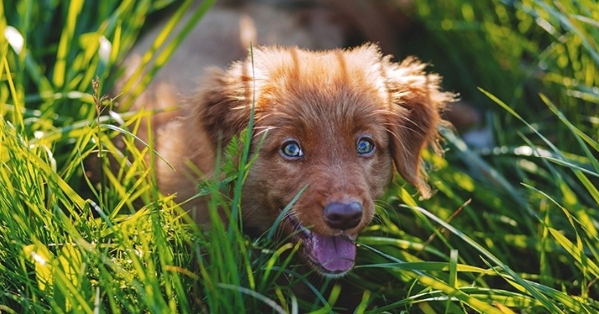 Blaualgenvergiftung Hund Verlauf