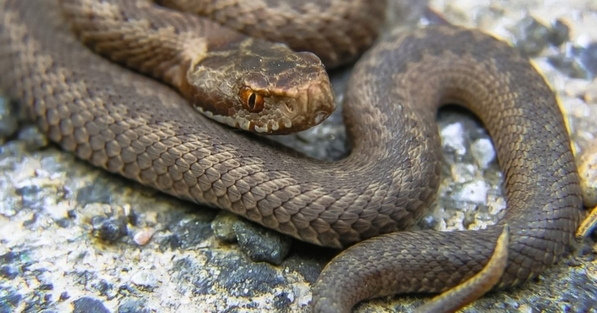 Hugormebid hos hund | FirstVet