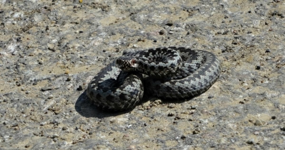 Hugormebid hos kat | FirstVet