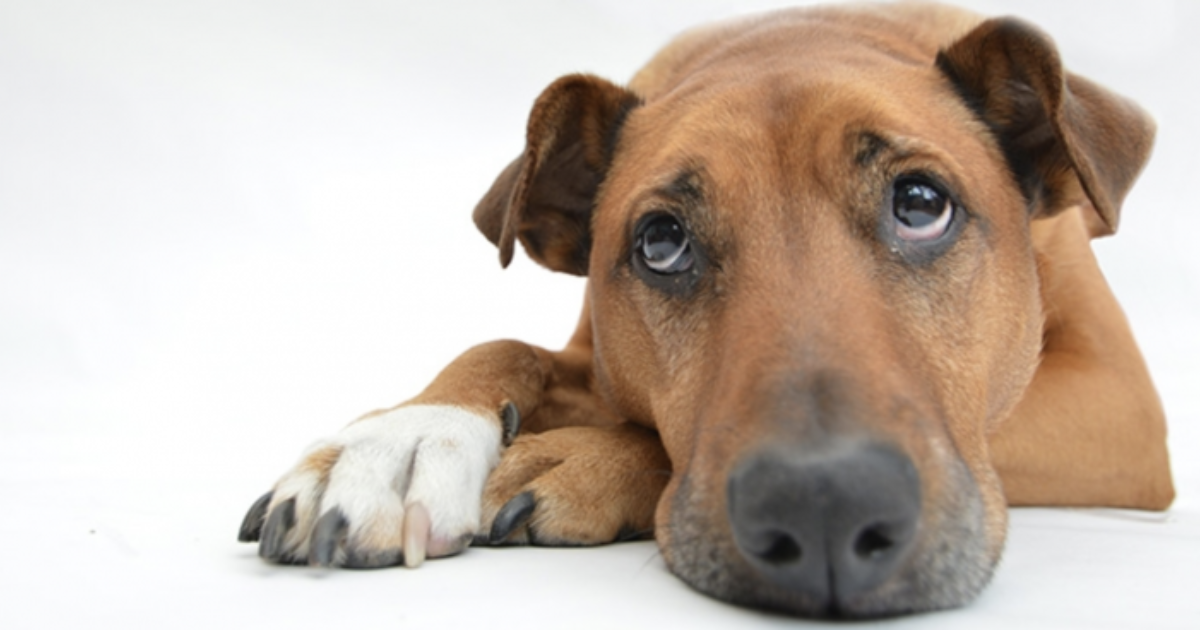 Bloat or GDV (Gastric Dilatation and Volvulus) in dogs | FirstVet