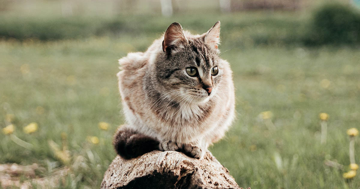 Kissojen madotus - kysymyksiä ja vastauksia | FirstVet