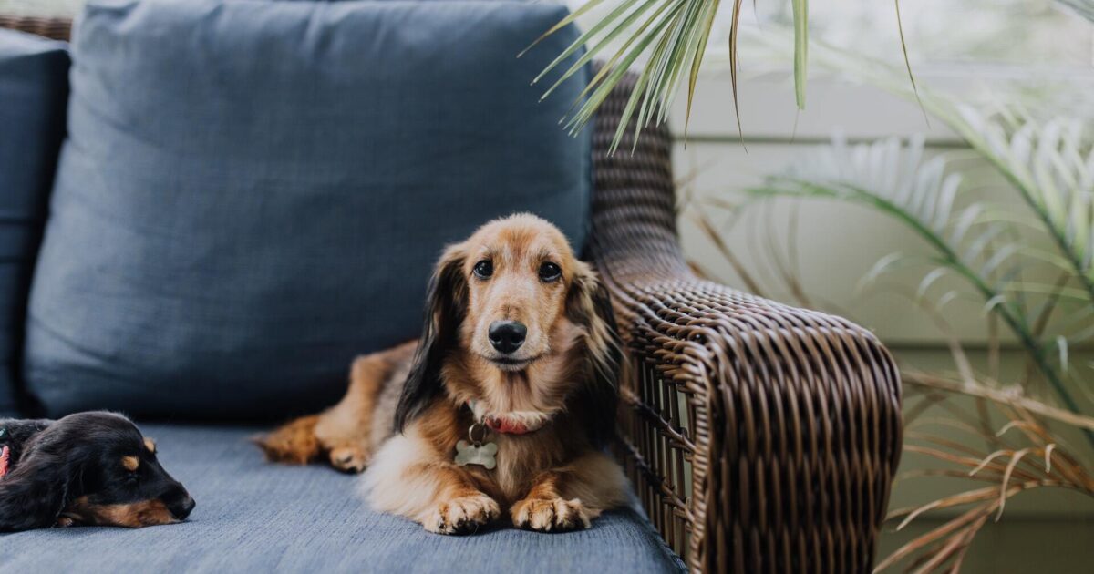 Back Pain in Dogs: Symptoms and Treatment Options | FirstVet