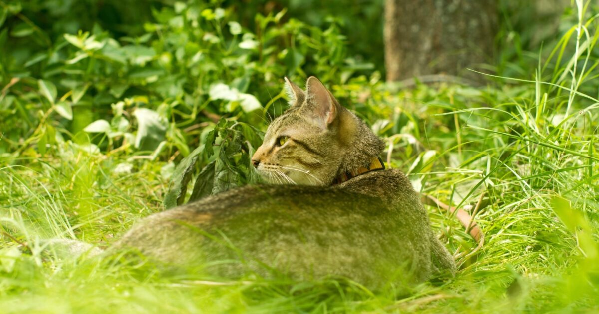 What is atopy or atopic dermatitis of cats? | FirstVet