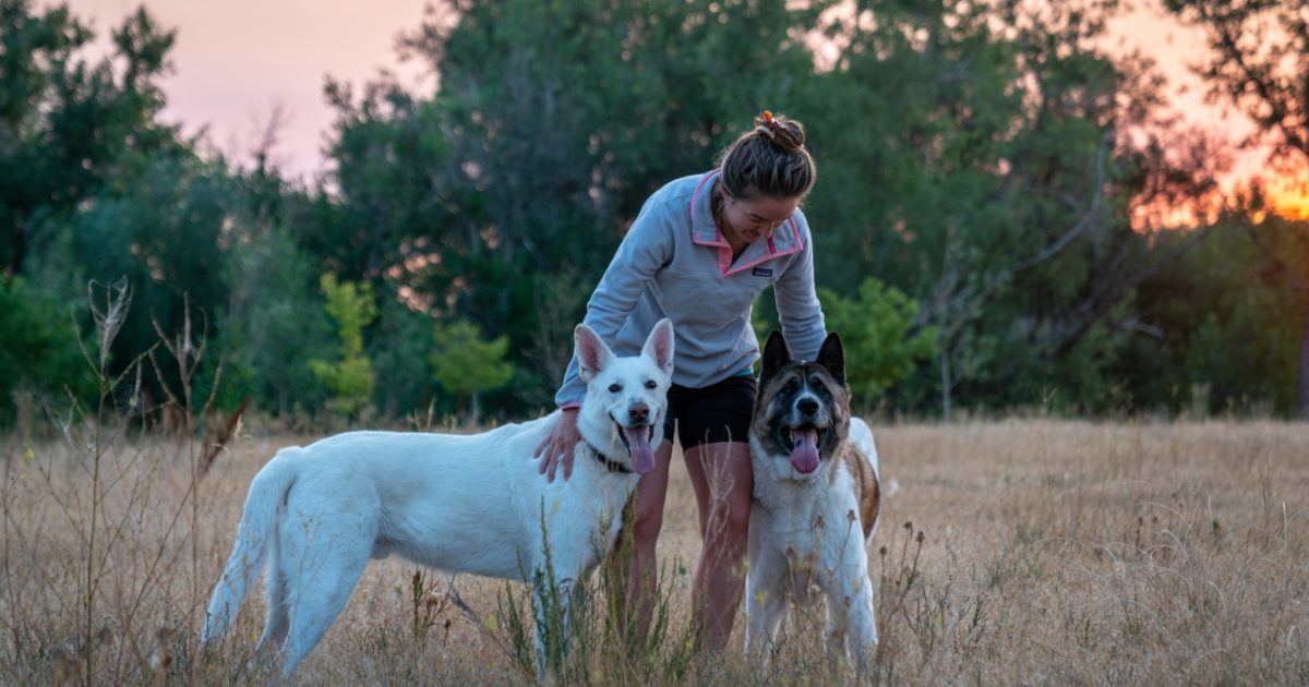 Preparing for Your Dog's Blood Transfusion | FirstVet