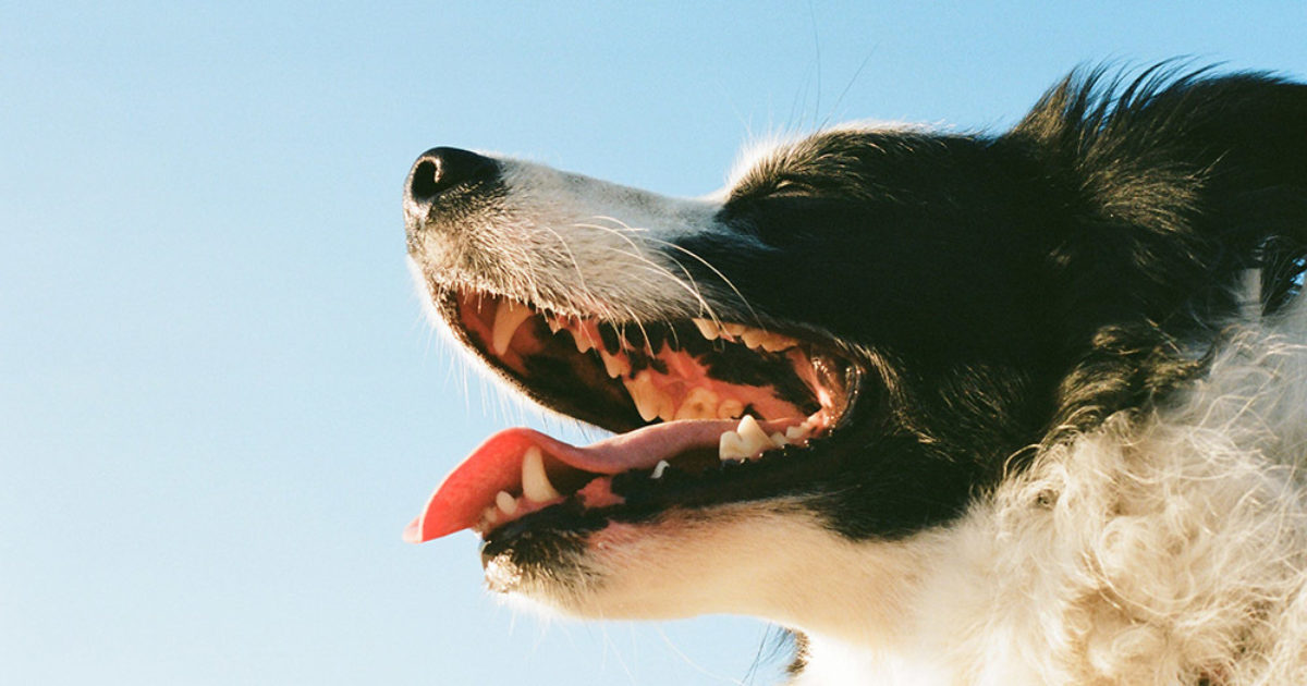 Causes and Signs of Broken Teeth in Cats | FirstVet
