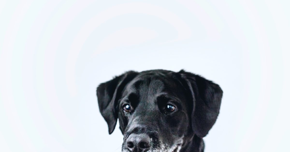 Dog Nutrition: Are beans healthy for my dog to eat? | FirstVet