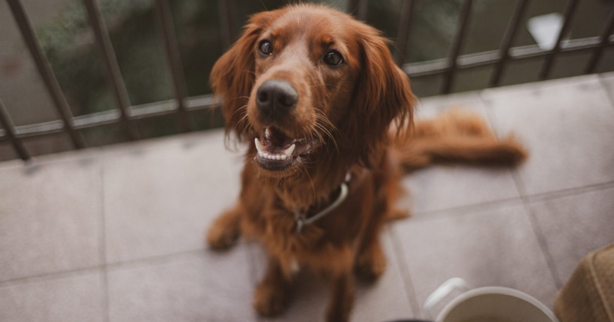 Bread and Carb Nutrition in Dogs | FirstVet