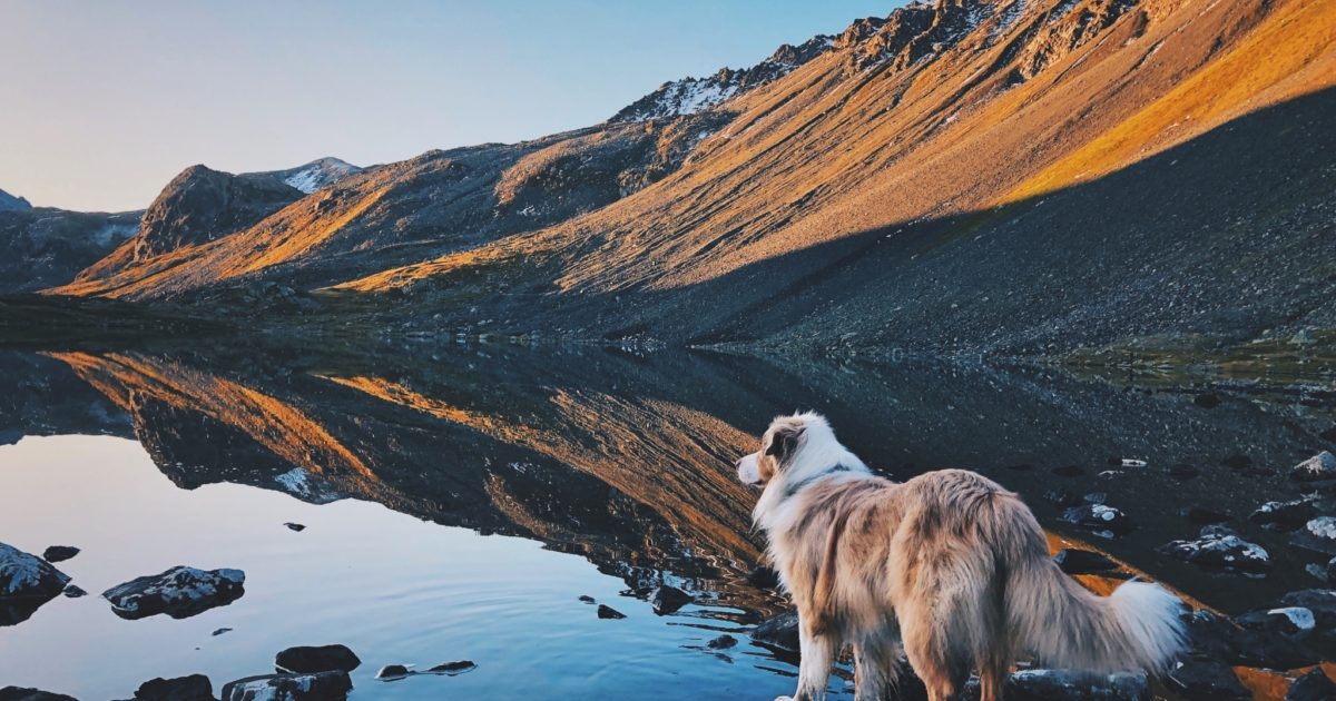 can dogs eat corn everyday