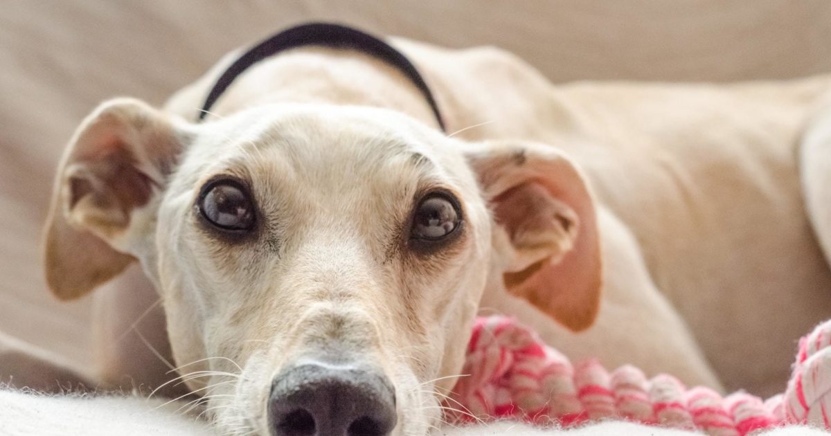 How to Keep Your Dog Safe if He Loses His Hearing | FirstVet