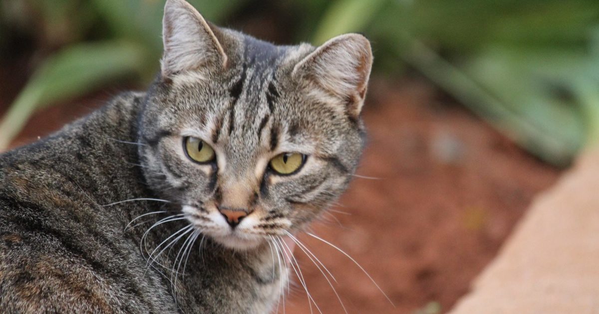 How to Care for Your Cats Abscess | FirstVet