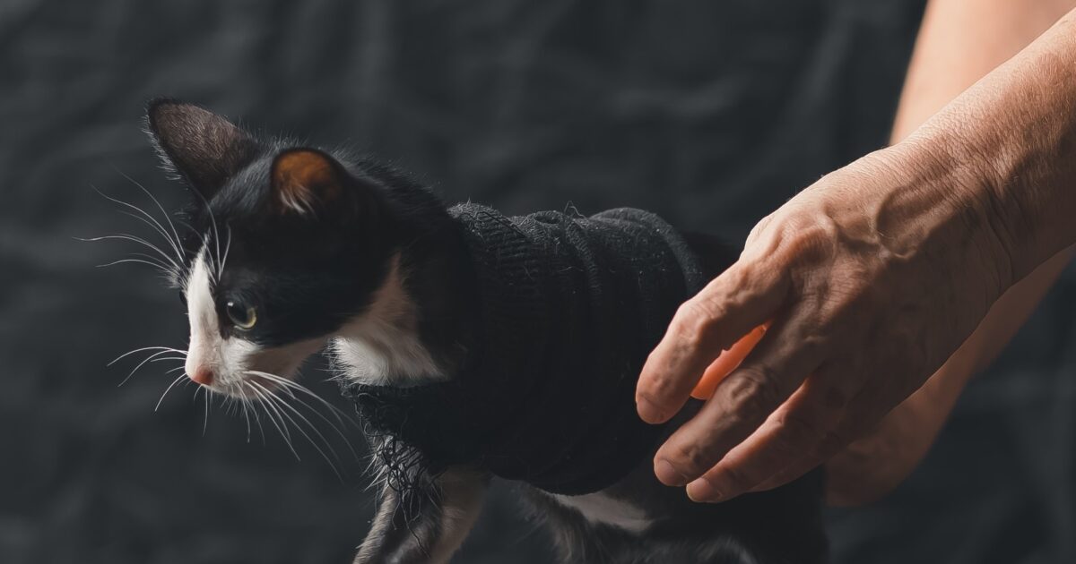What to Expect after Your Cat's Leg Amputation | FirstVet