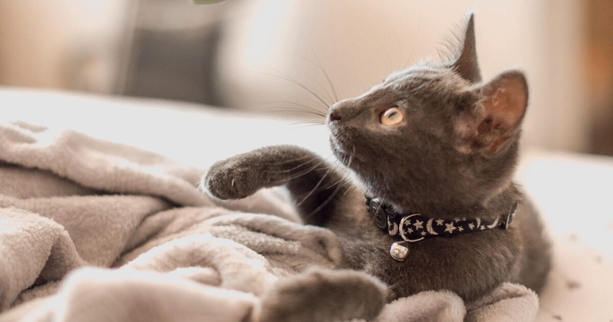 10 Things You Might Not Know About Your Cat's Brain | FirstVet