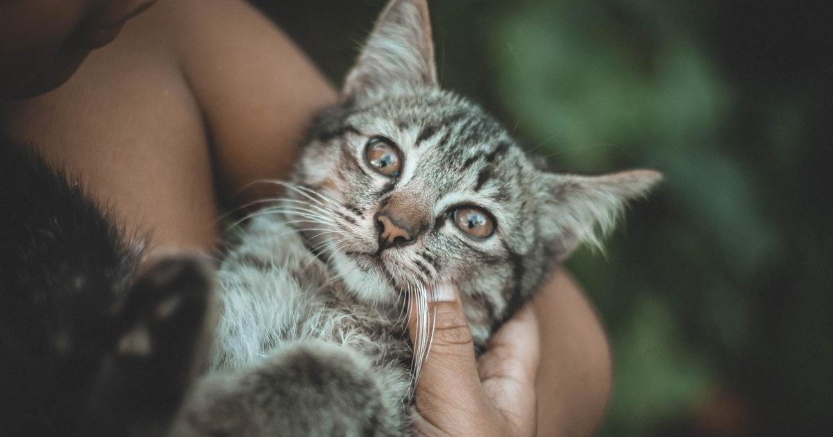 Causes and Treatment of Feline Acne | FirstVet