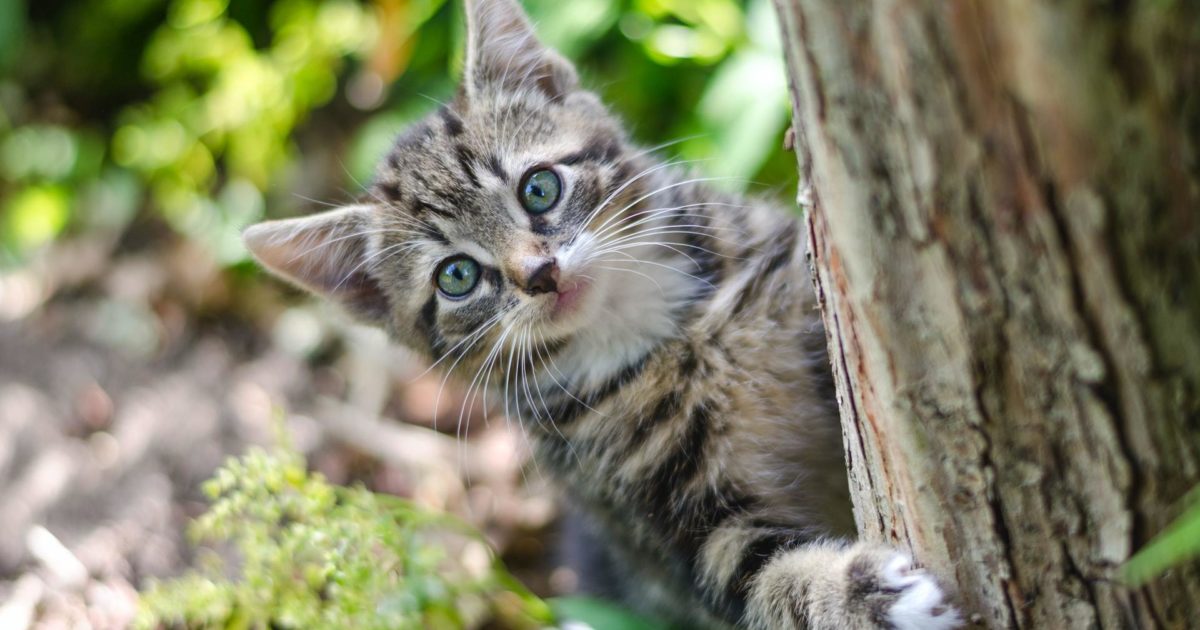 5 Things You Didn't Know About Your Cat’s GI Tract | FirstVet