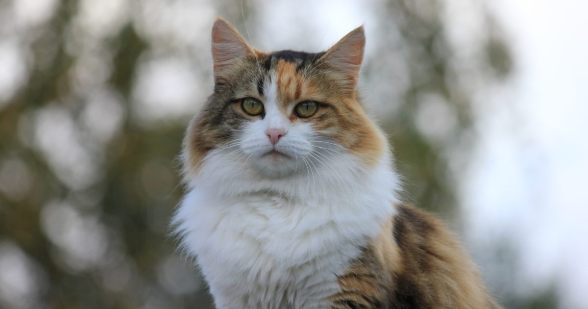 Hypertrophic cardiomyopathy (HCM) in cats | FirstVet