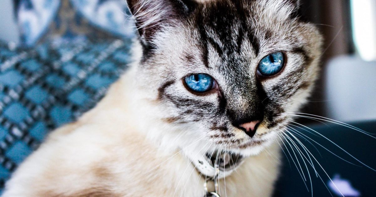 Causes and Treatment of Heart Disease in Cats | FirstVet