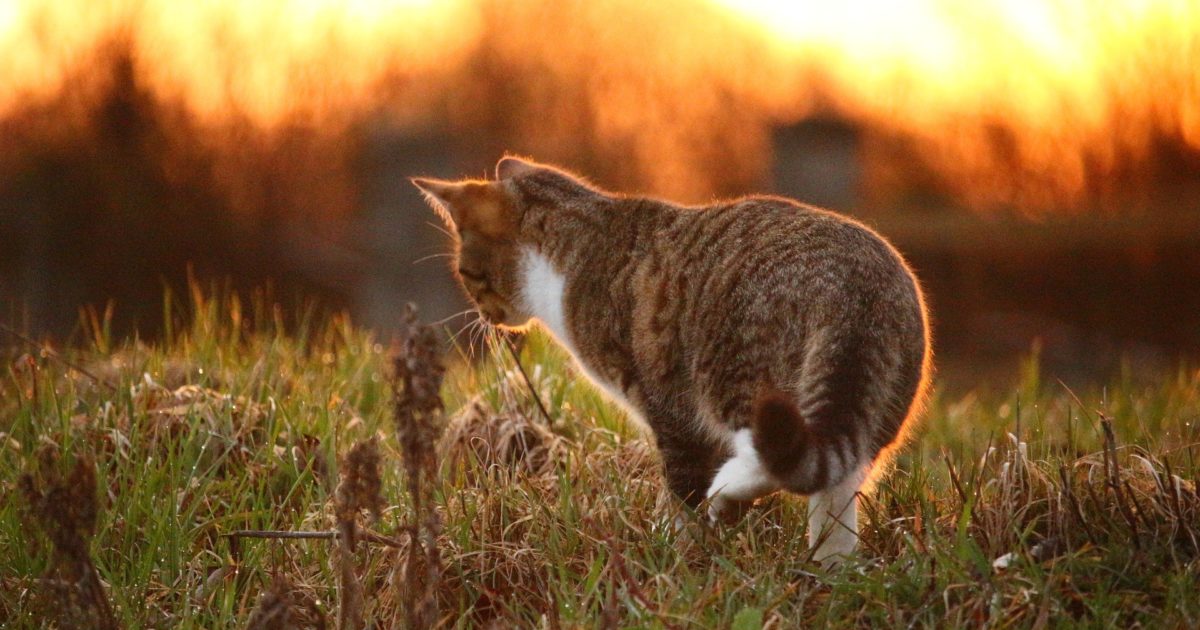 Heat Stroke in Cats: Signs + Prevention | FirstVet