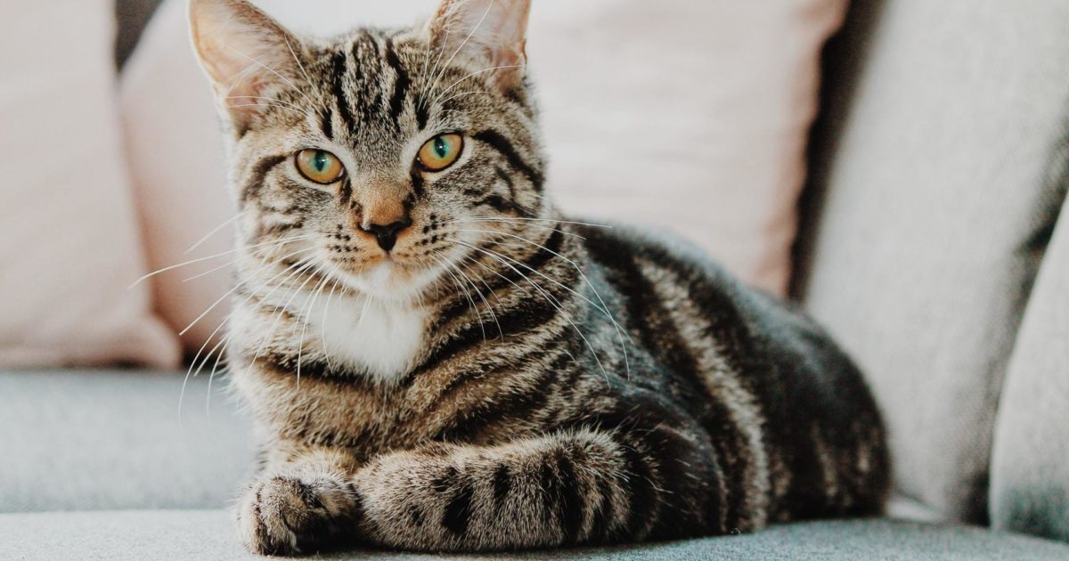 Hyperthyroidism in Cats: Signs, Diagnosis, and Treatment | FirstVet