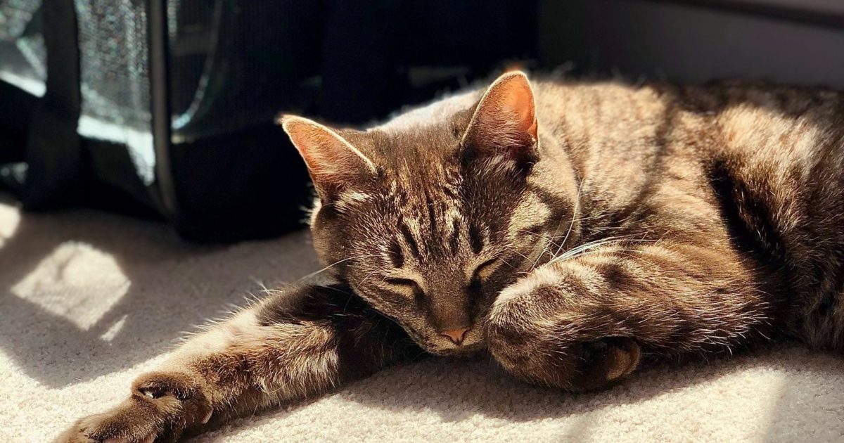 International Travel Requirements for Cats | FirstVet