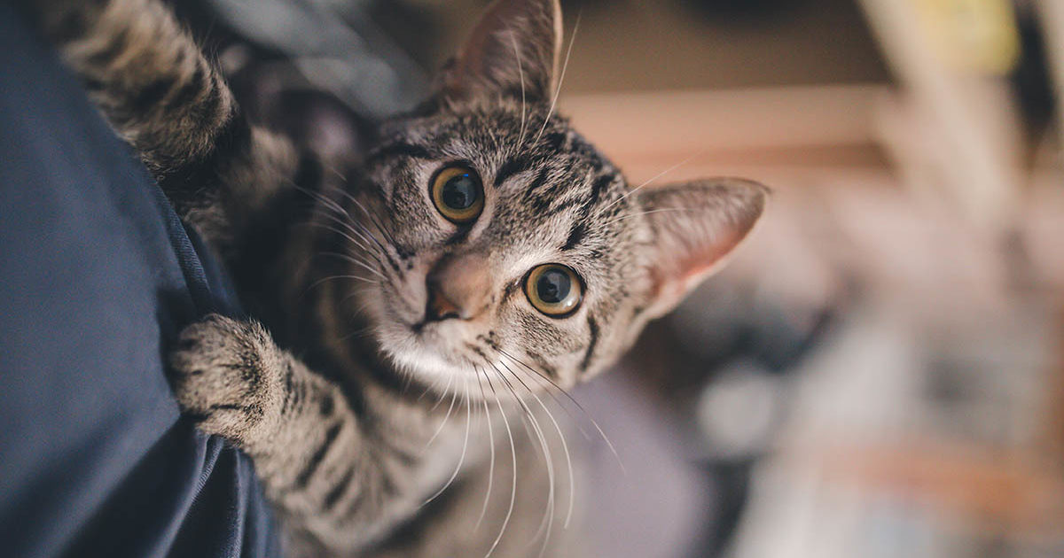 Halthet hos katt - årsak og behandling | FirstVet