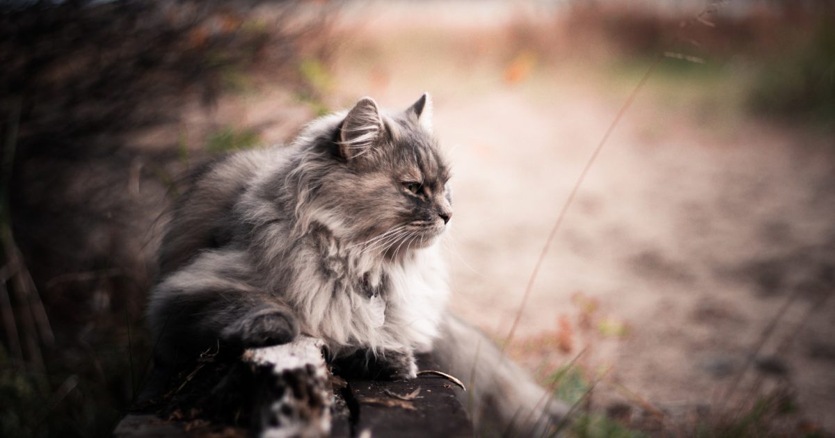 What to Do if You're Cat has Stopped Eating | FirstVet