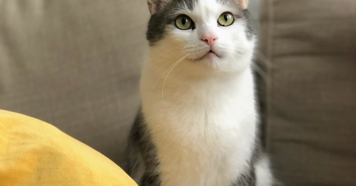 What should I do if my cat is cryptorchid? | FirstVet