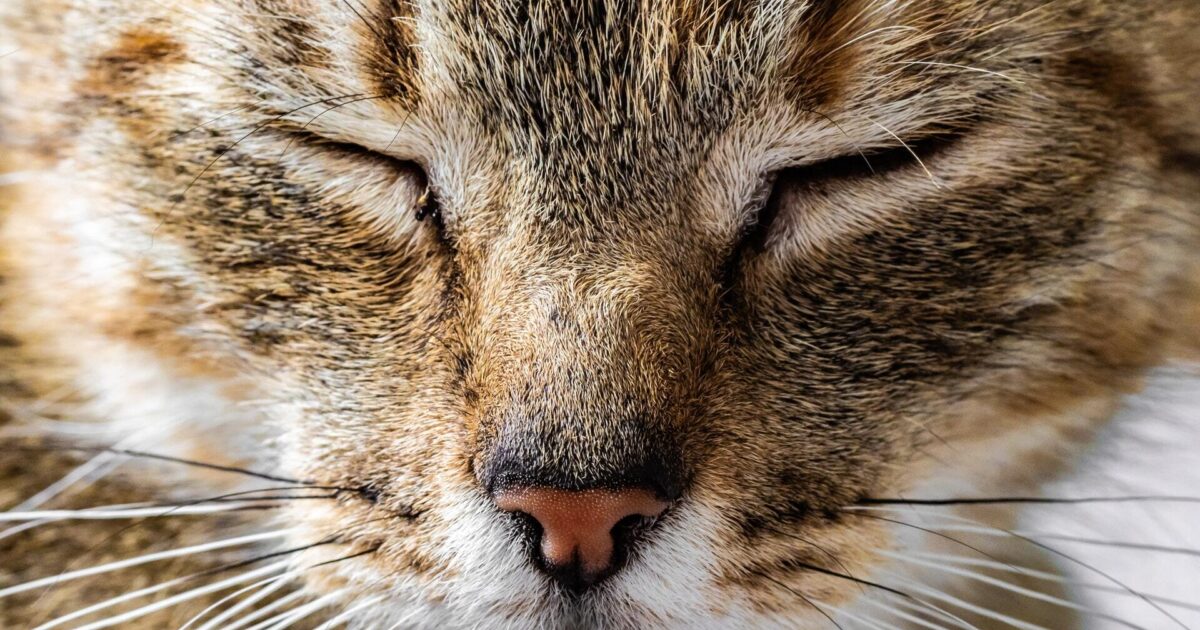 Nasal Discharge in Cats: Common Causes and Cures | FirstVet