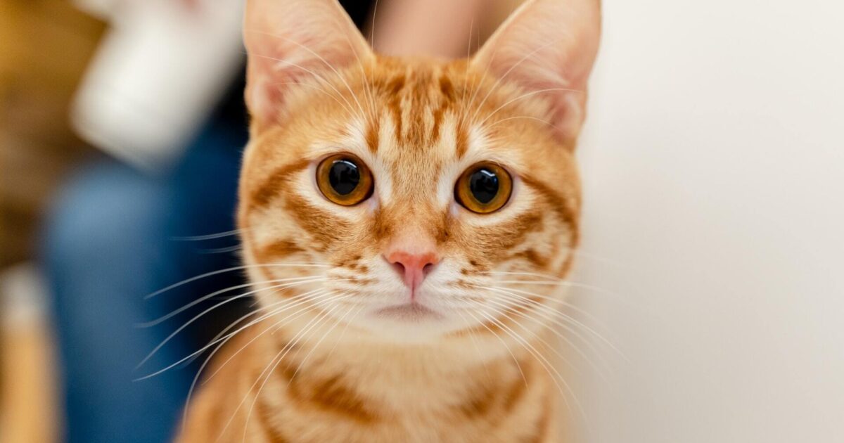Seizures in Cats: Causes and Treatment Options | FirstVet