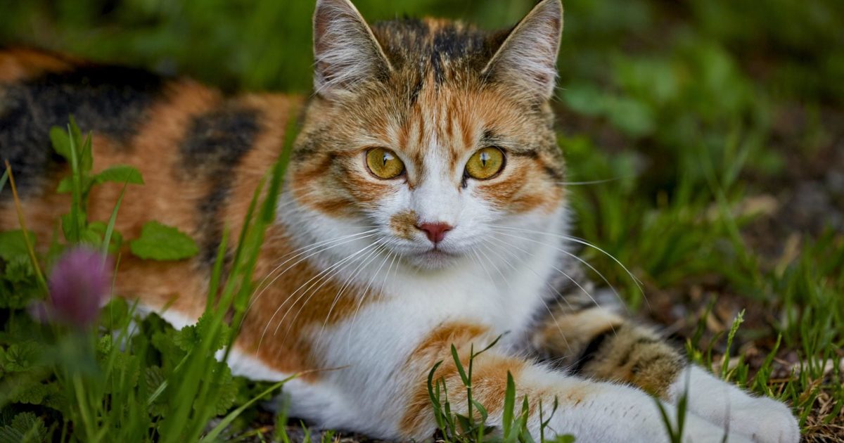 Symptoms and Treatment Options for Upset Stomach in Cats | FirstVet