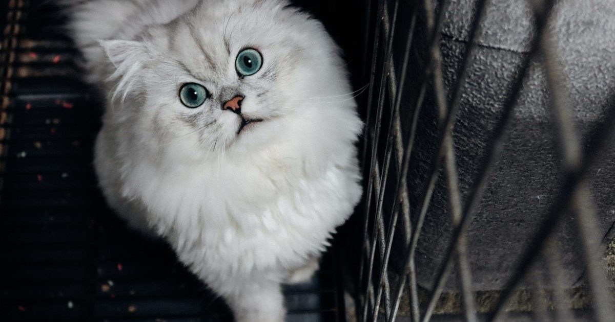 Toxoplasmosis in Cats: Symptoms, Treatment, and Prevention | FirstVet