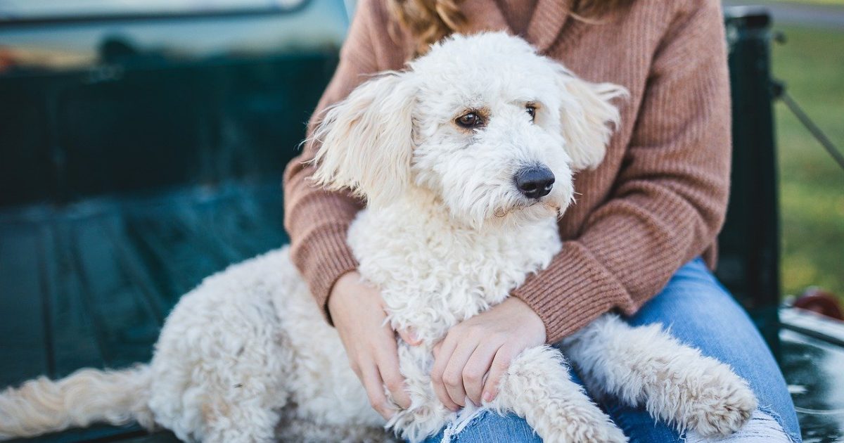 Everything You Need to Know About Dermatitis in Dogs | FirstVet