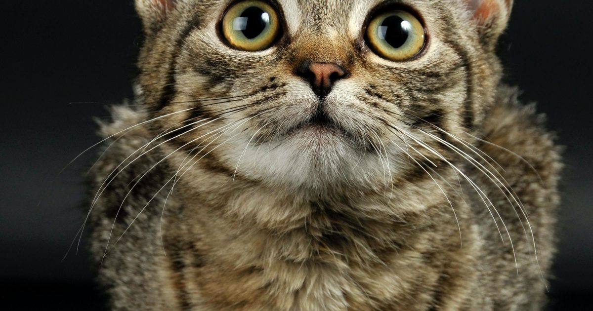 How to Clean and Care for Your Pet’s Eyes at Home | FirstVet