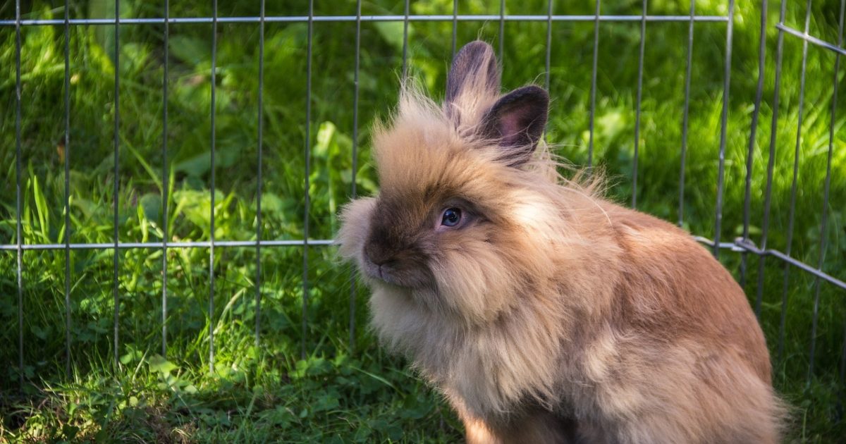 Rabbit Disease Guide: Symptoms, Treatment + Prevention | FirstVet