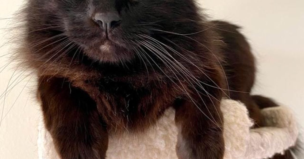 Constipation in Cats: Signs, Treatment, and Prevention | FirstVet