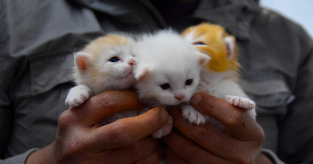 Yearly and Lifetime Costs of Owning a Cat | FirstVet