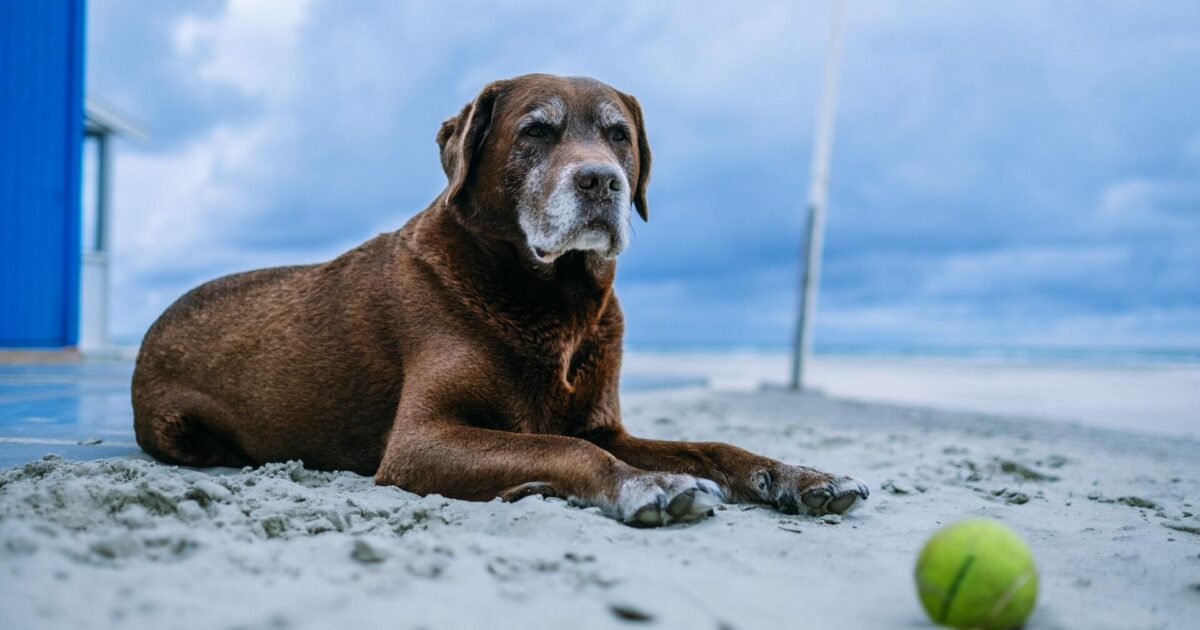 Discospondylitis in Dogs: Symptoms, Causes & Treatment | FirstVet