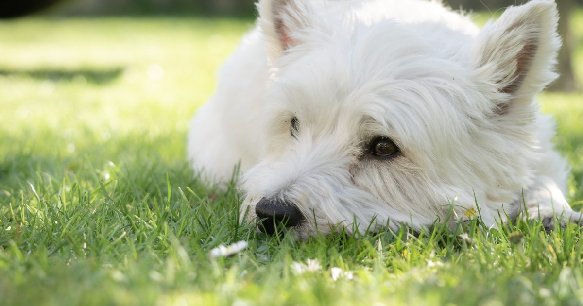 Almindelige spørgsmål om hunde og flåter | FirstVet